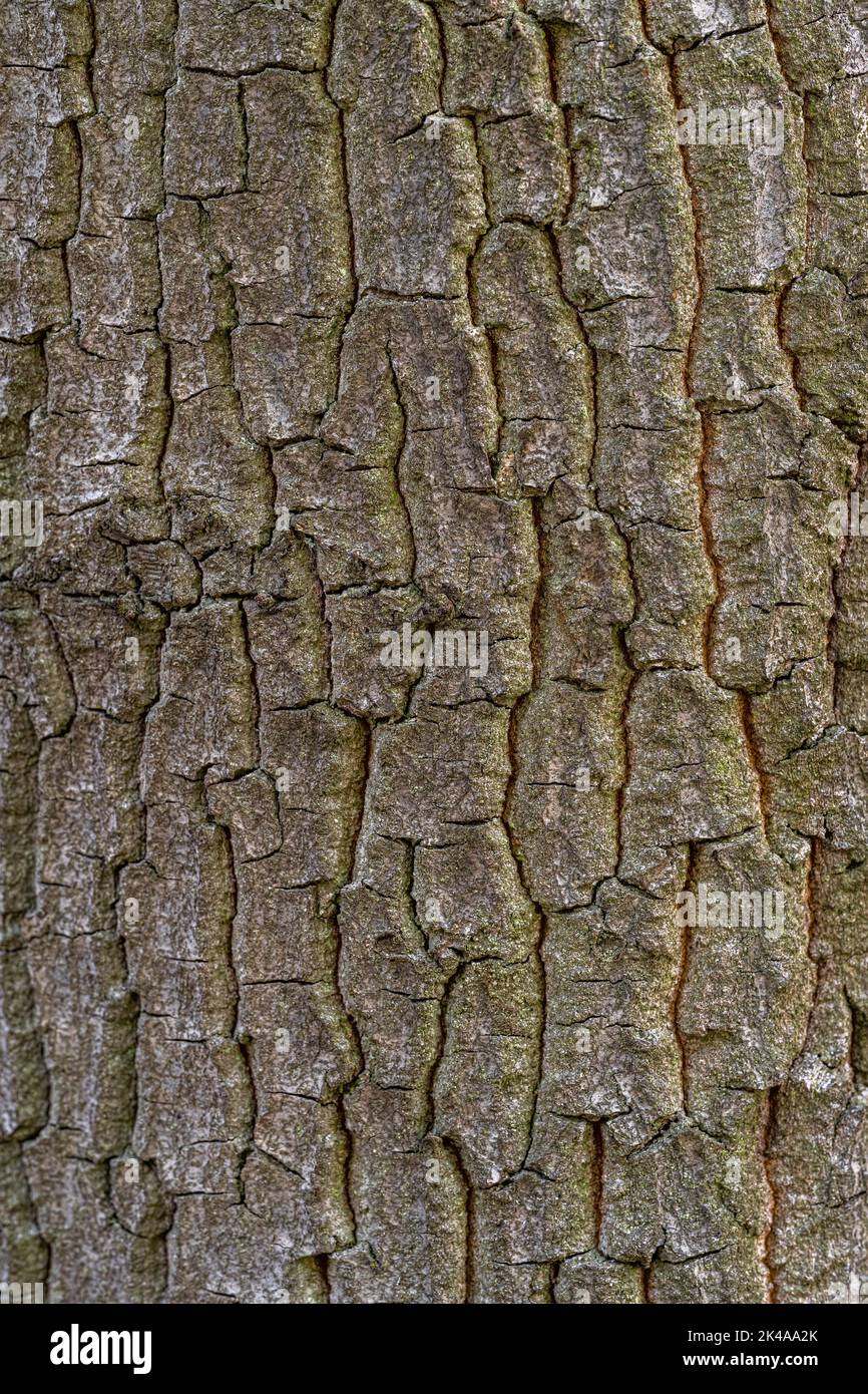 Bark of Lebanon Oak (Quercus libani Stock Photo - Alamy