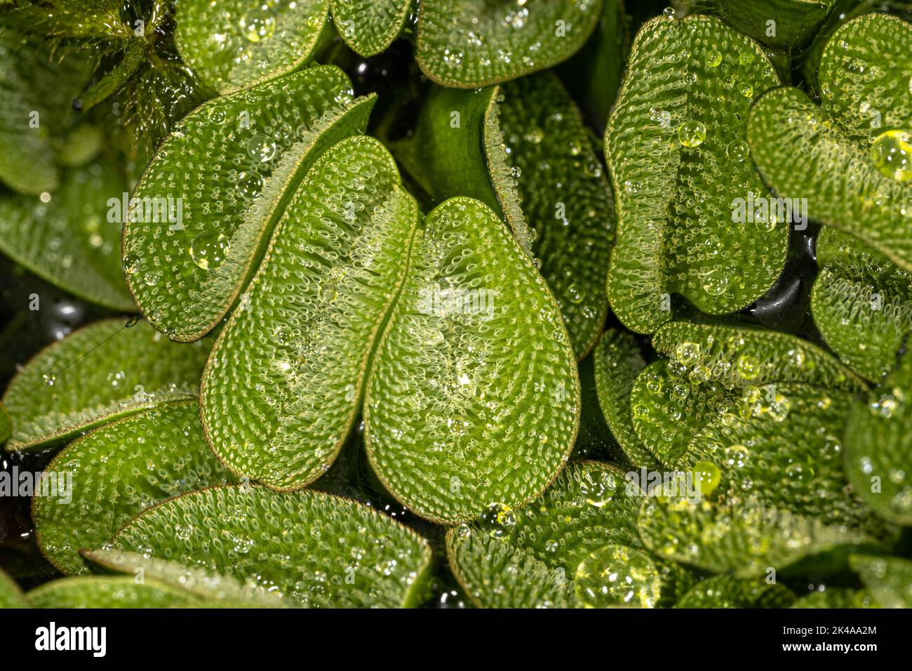 Leaves of Giant Salvinia (Salvinia biloba Stock Photo - Alamy