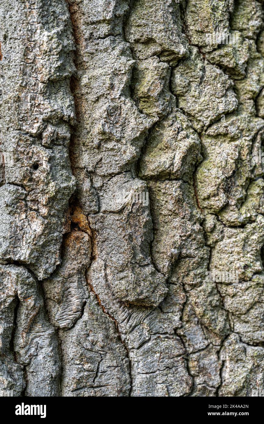 Quercus cerris flower hi-res stock photography and images - Alamy