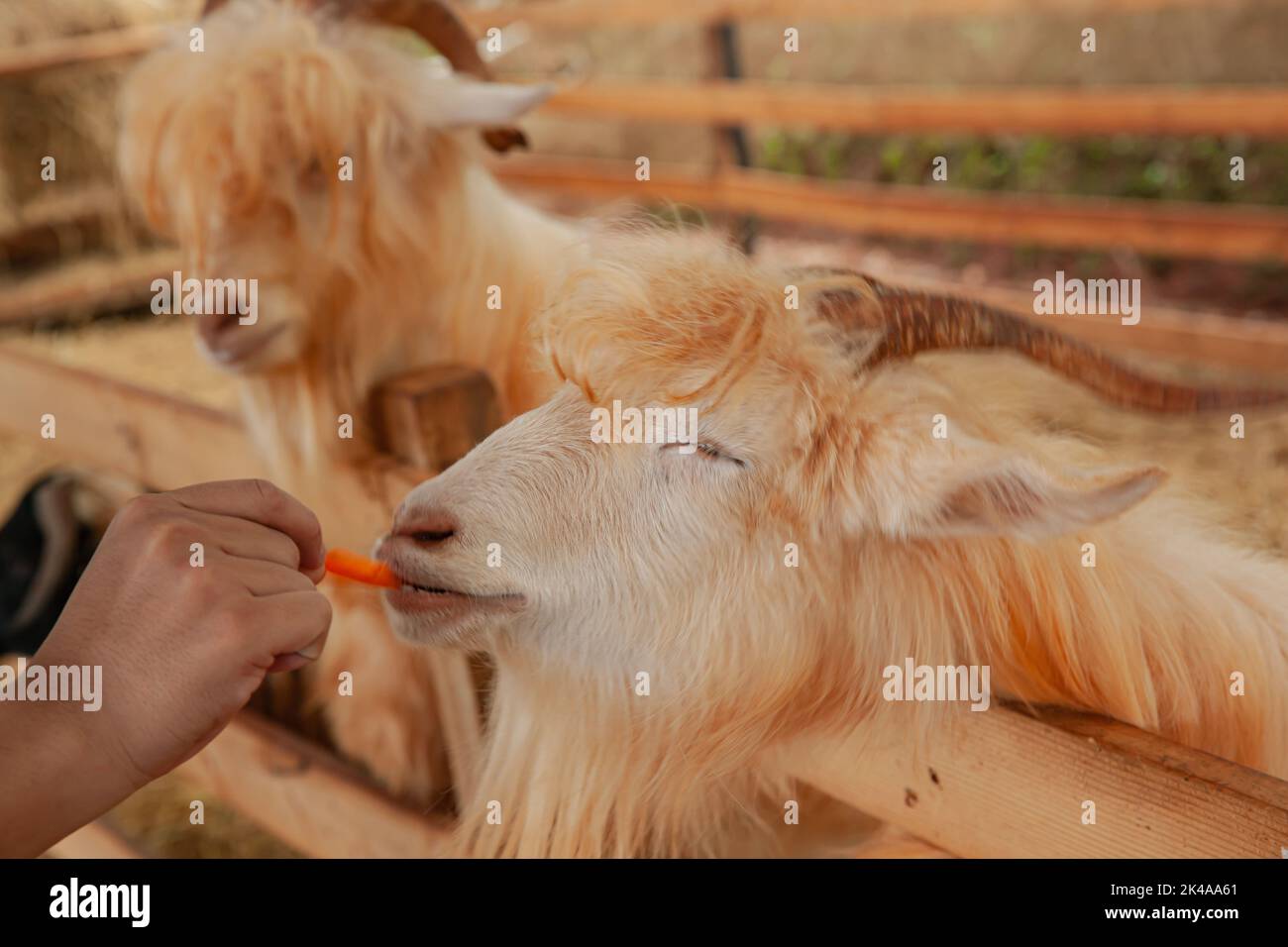 Goat in farm eat carrot behind fence Stock Photo - Alamy