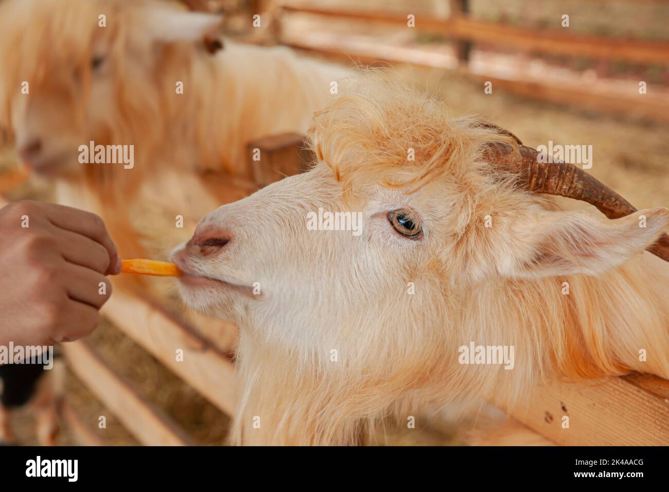 Goat in farm eat carrot behind fence Stock Photo - Alamy