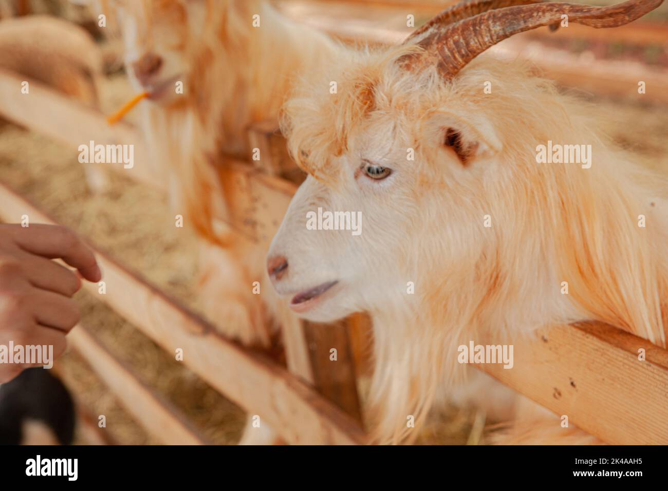 Goat in farm with hay and straw Stock Photo - Alamy