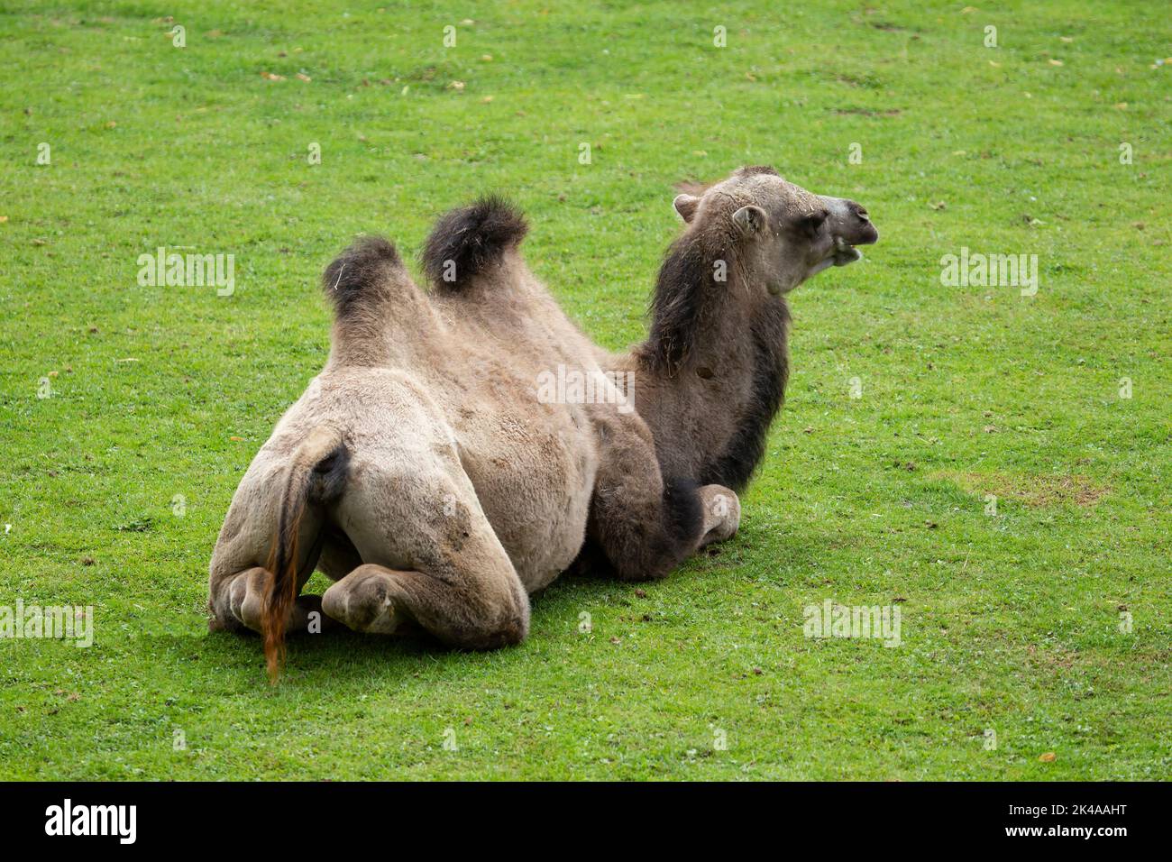Bactrian camel (Camelus ferus) 'captive' sitting down on a grassy area ...