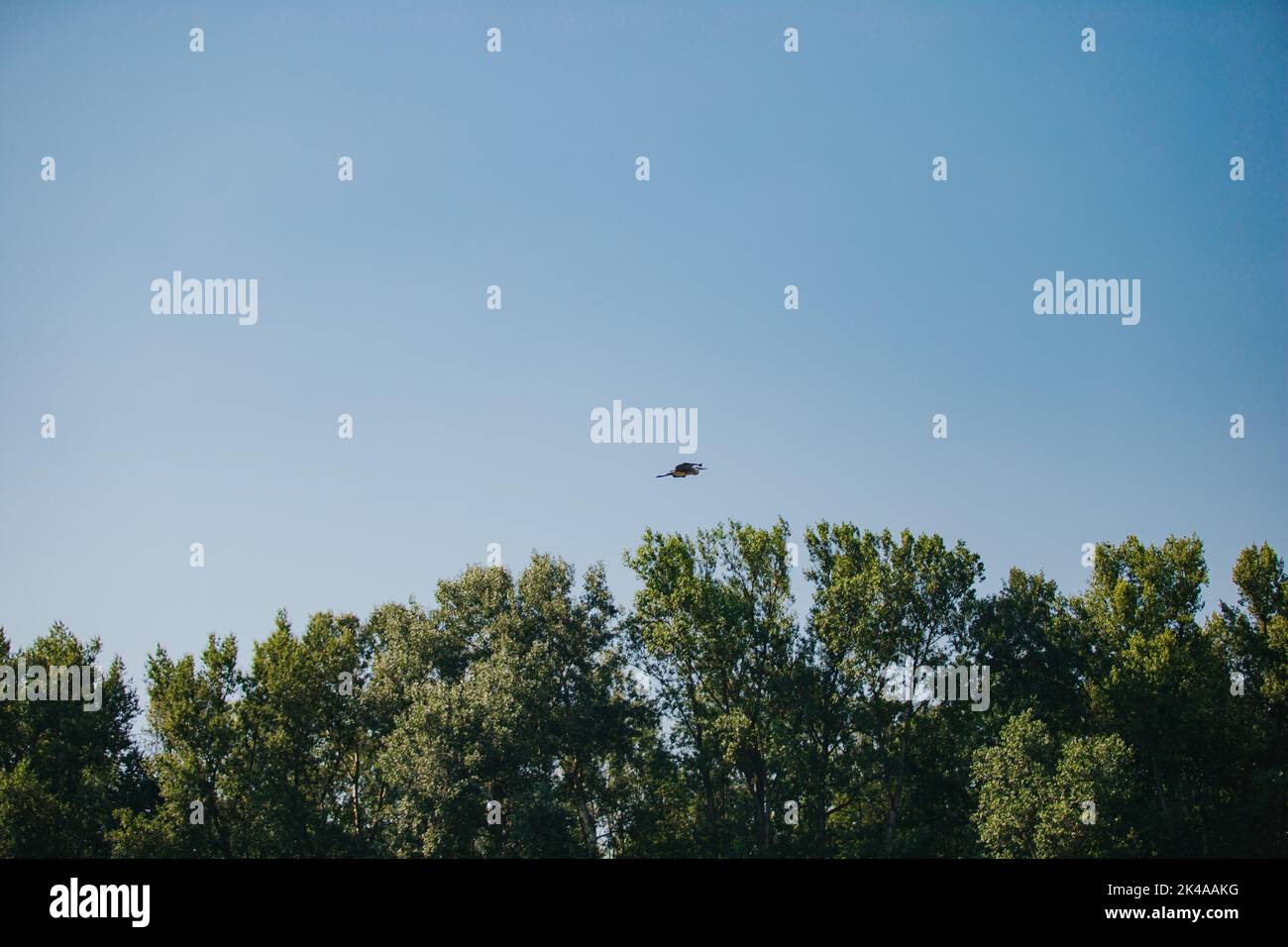 Bird flying above trees hi-res stock photography and images - Alamy