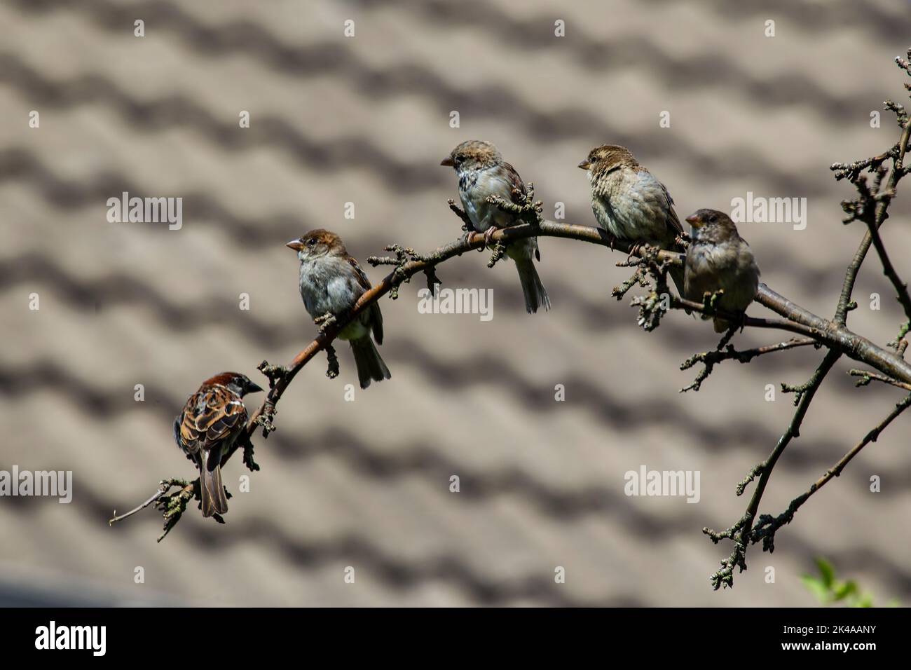 Five House Sparrows Passer domesticus perching the bending branch of a ...