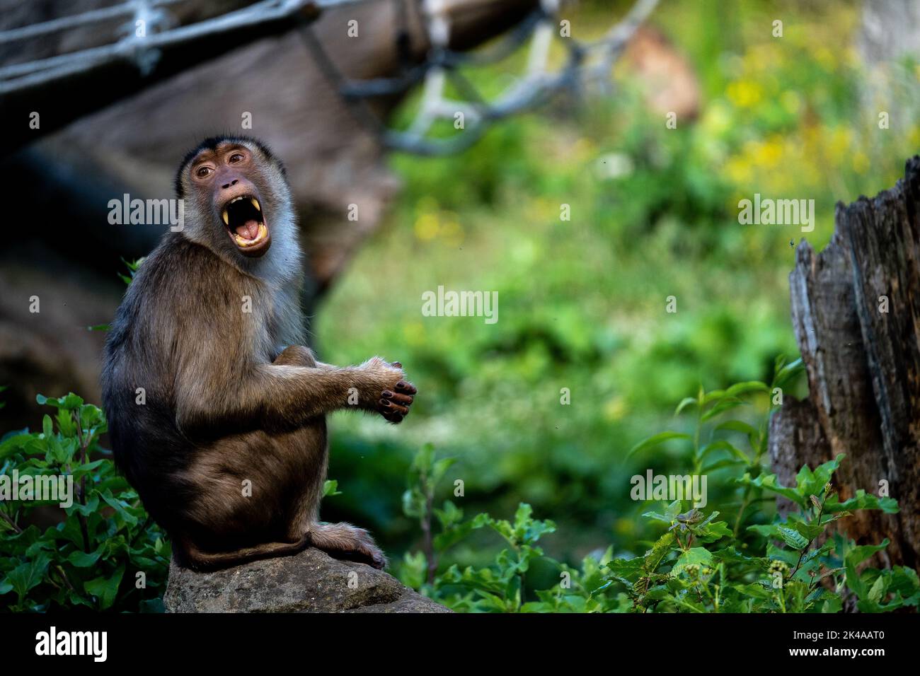 A side selective focus of a brown chimpanzee sitting on a tree and ...