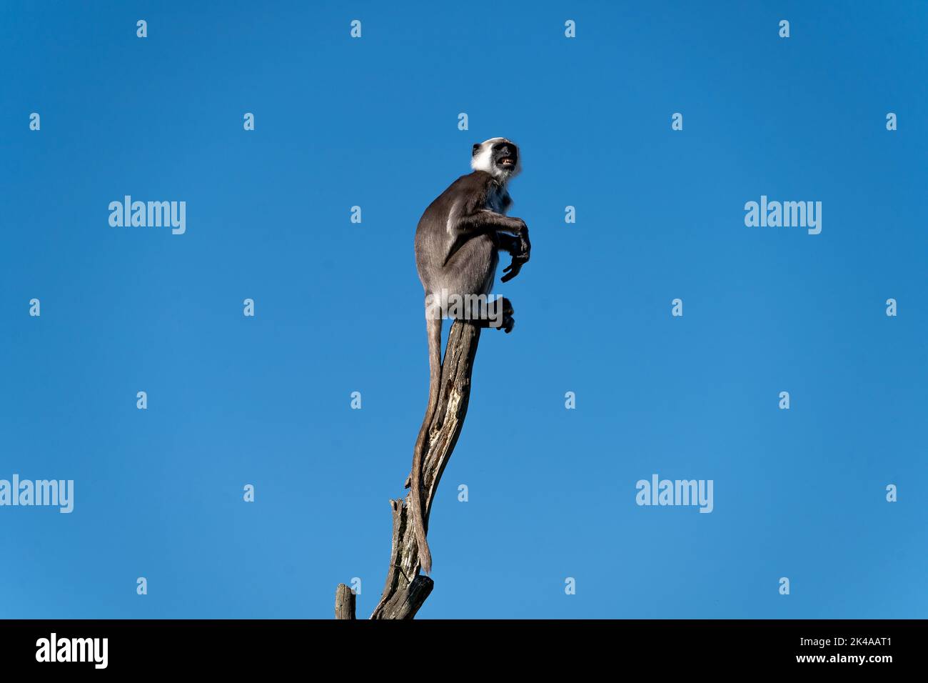 A low-angle shot of a black and white chimpanzee sitting on the top of ...