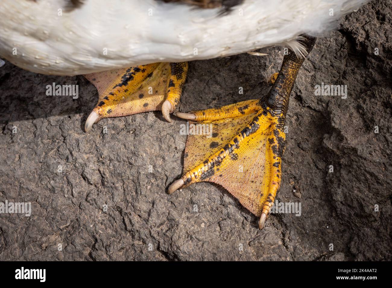 A closeup of yellow flippers of a bird on a rock Stock Photo - Alamy