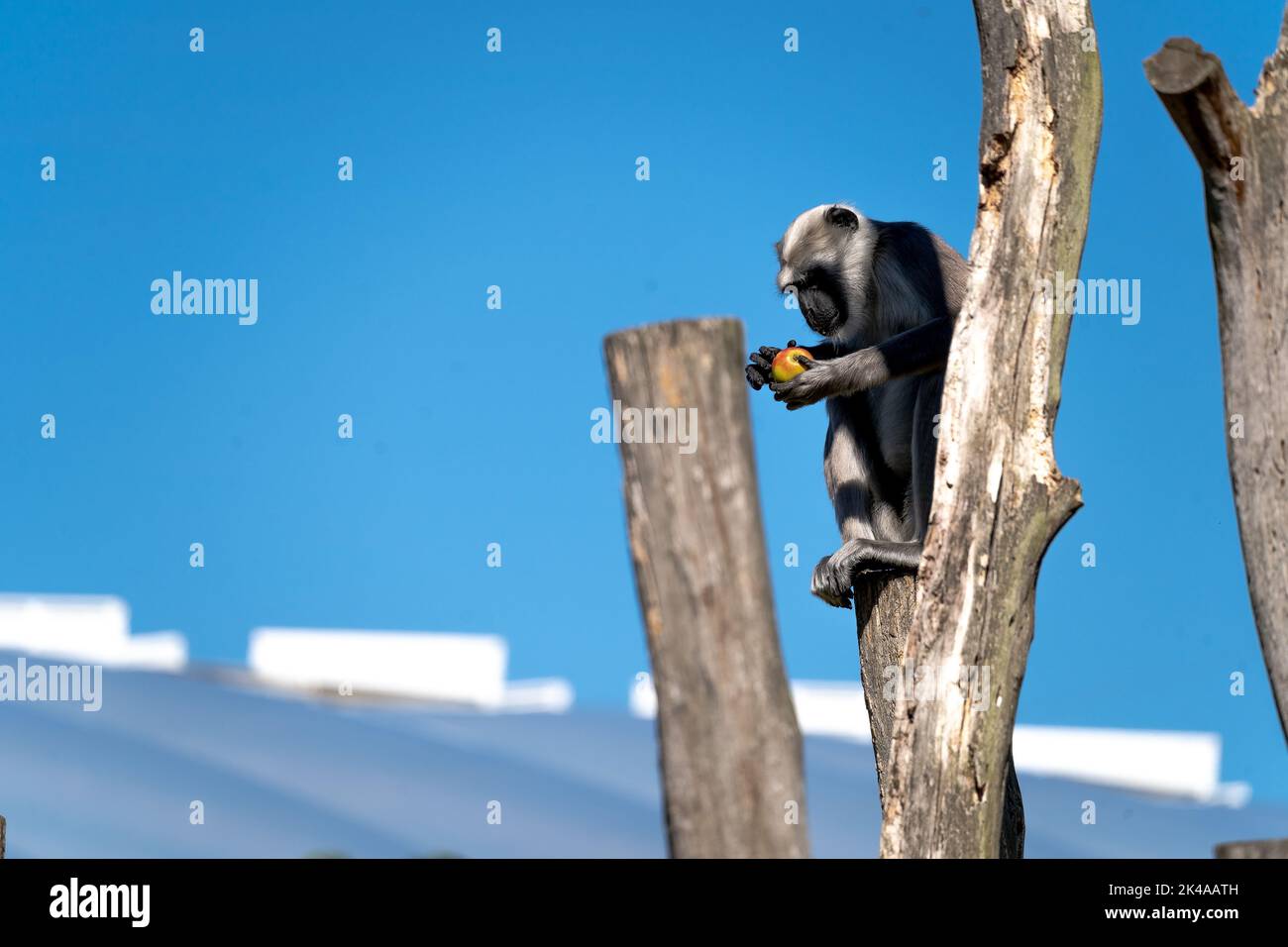 A low-angle shot of a black and white chimpanzee sitting on the top of ...