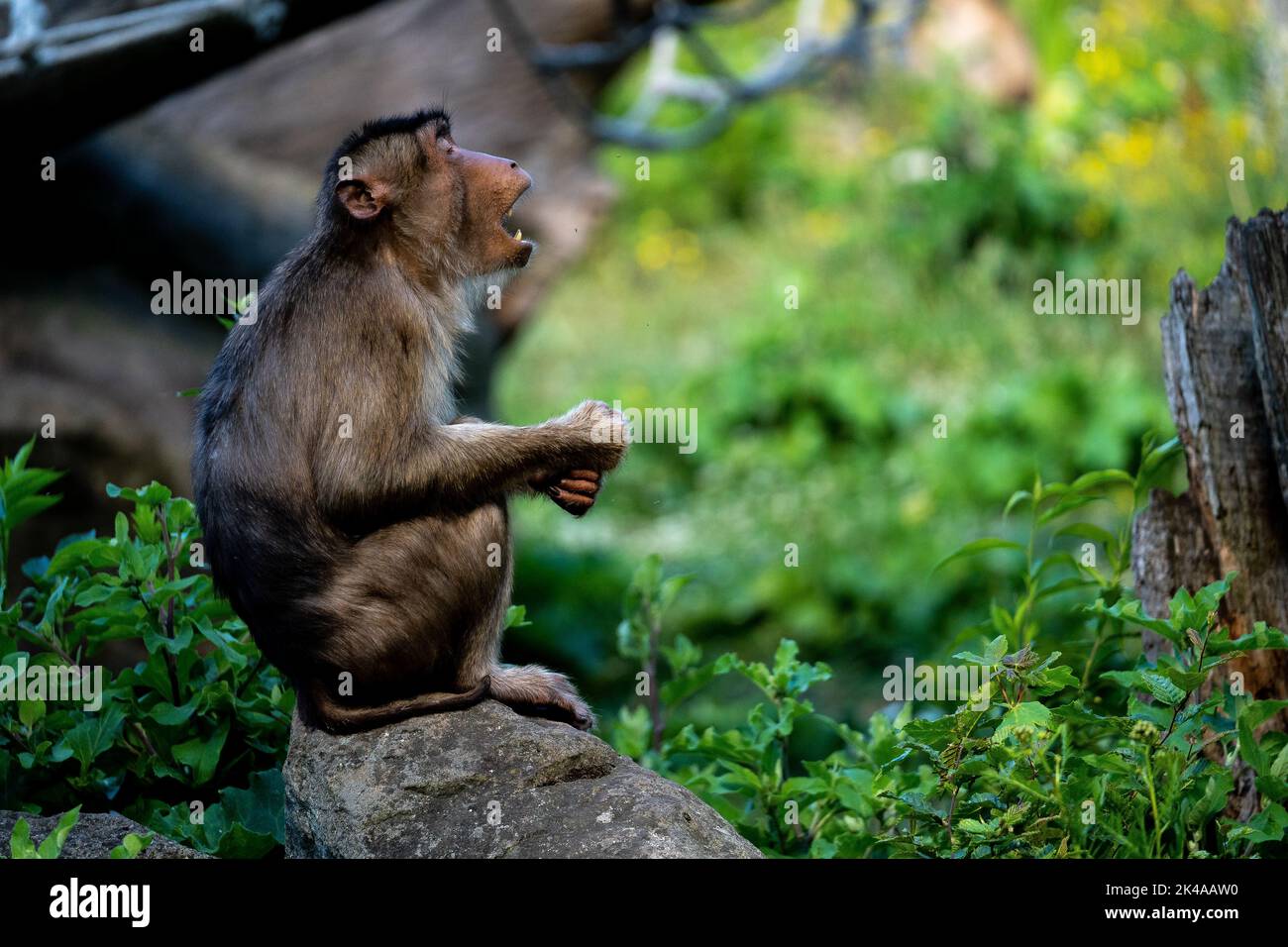 A side selective focus of a brown chimpanzee sitting on a tree and ...