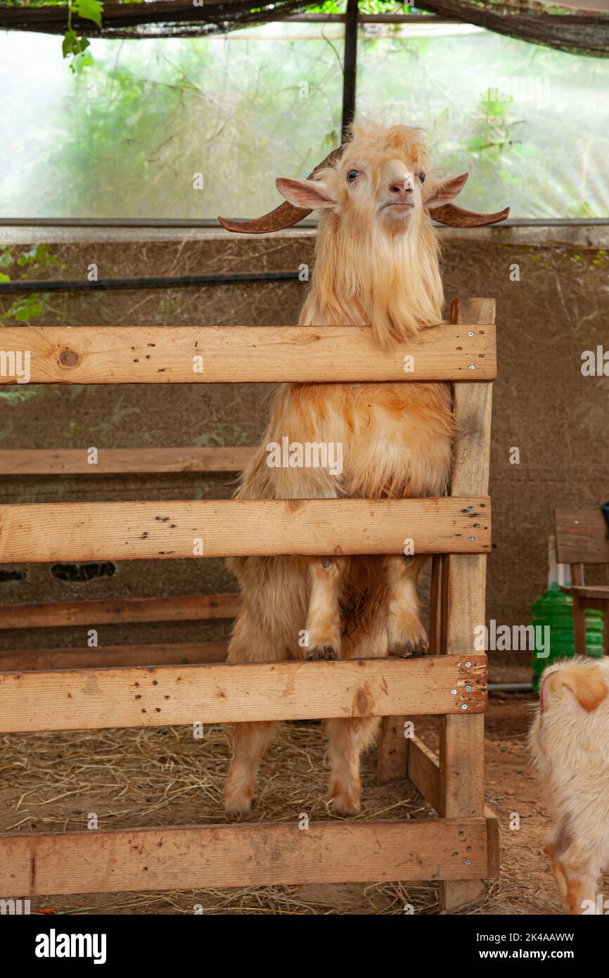 Goat in farm with hay and straw Stock Photo - Alamy