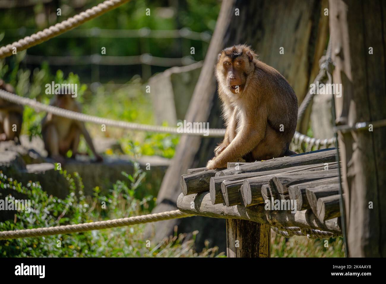 Chimpanzee nose hi-res stock photography and images - Alamy