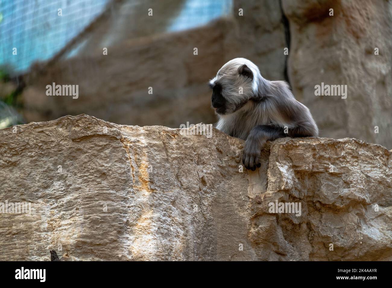 A selective focus of a black and white chimpanzee standing near stone ...