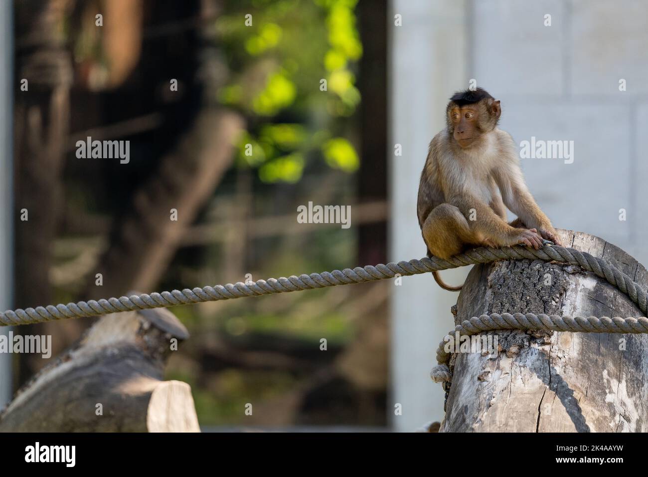A side selective focus of a little, brown chimpanzee sitting on a rope ...