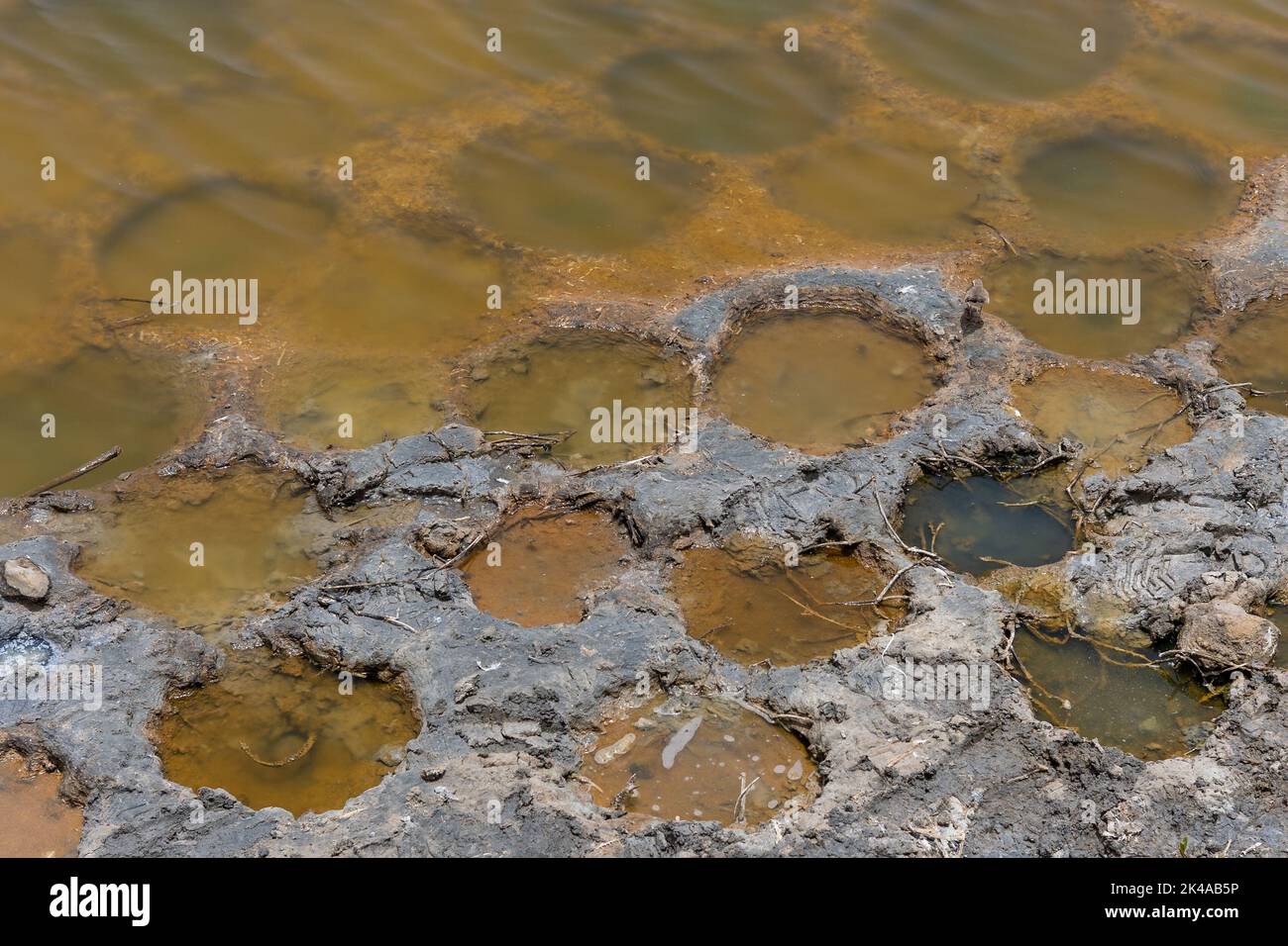 A closeup of spotted lake shore Stock Photo - Alamy