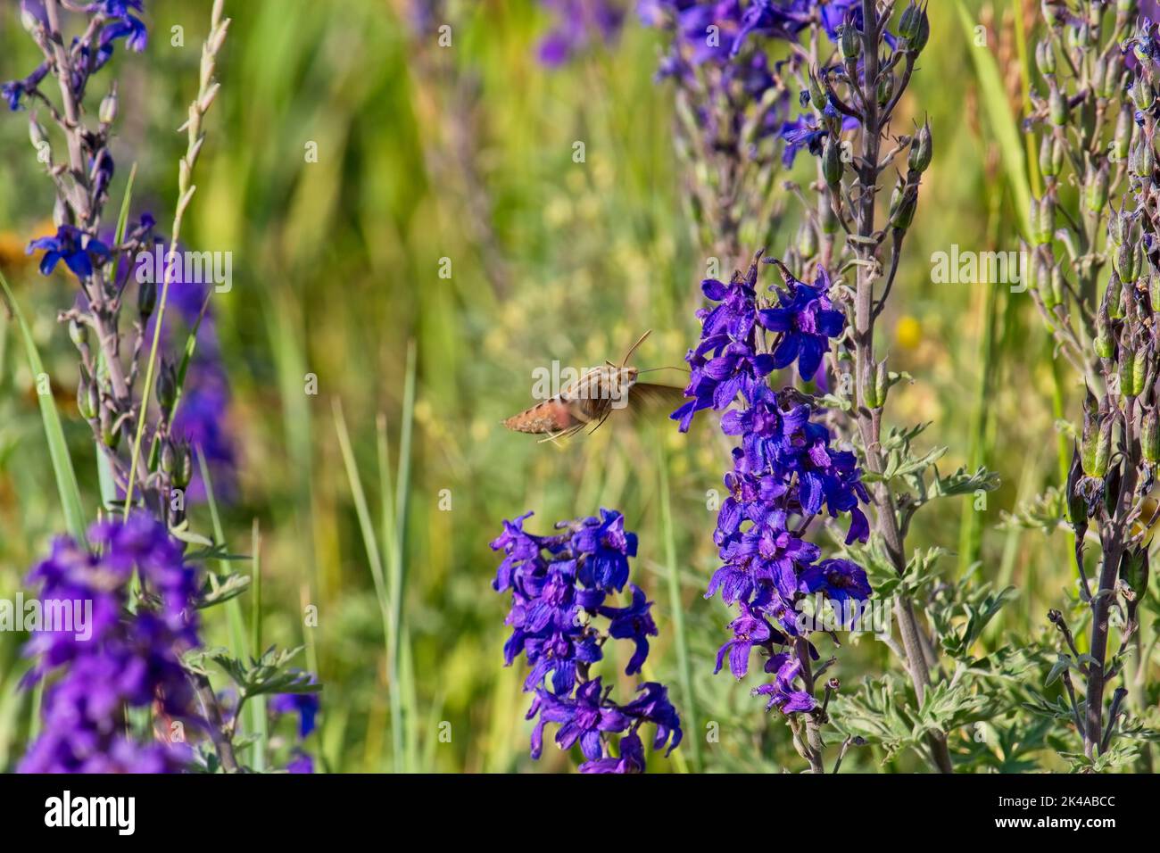 Hummingbird Moth drinking nectar from flowers Stock Photo - Alamy