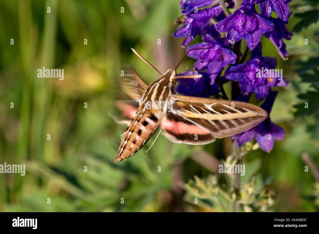 Hummingbird Moth drinking nectar from flowers Stock Photo - Alamy