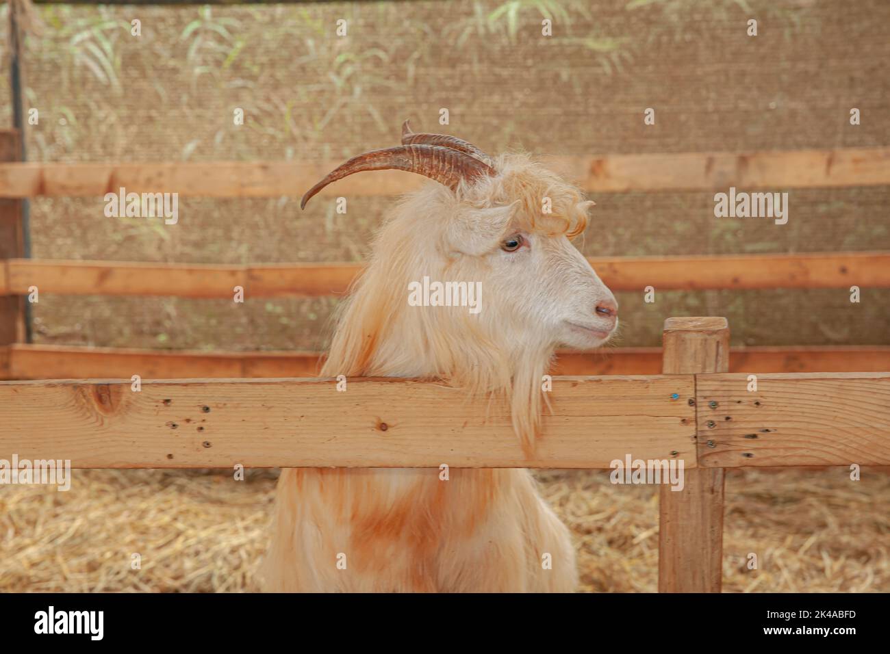 Goat in farm with hay and straw Stock Photo - Alamy