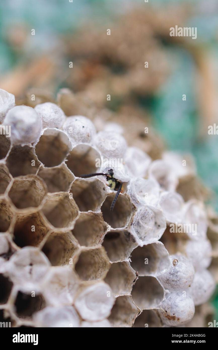 A paper wasp and its honeycomb nest Stock Photo - Alamy