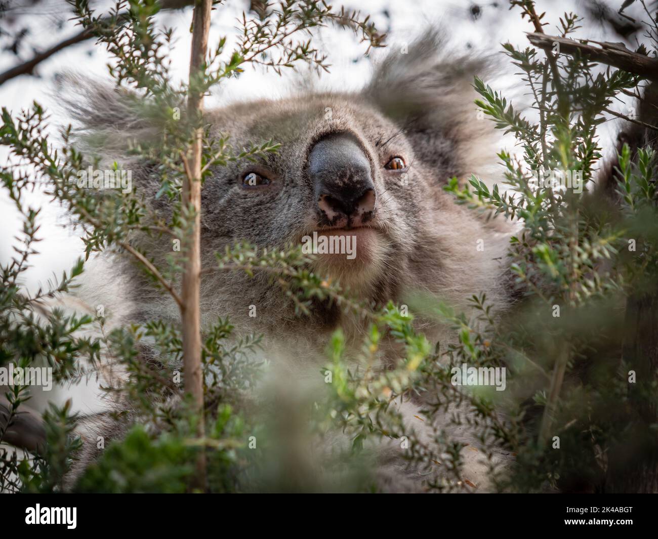 Tower hill wildlife reserve koala hi-res stock photography and images ...