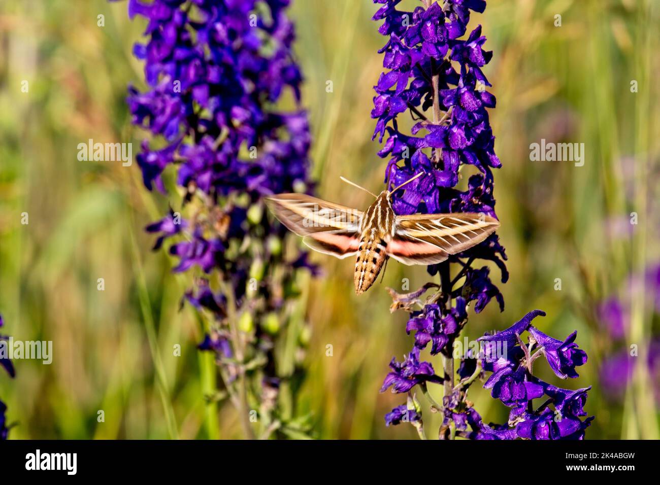 Hummingbird Moth drinking nectar from flowers Stock Photo - Alamy