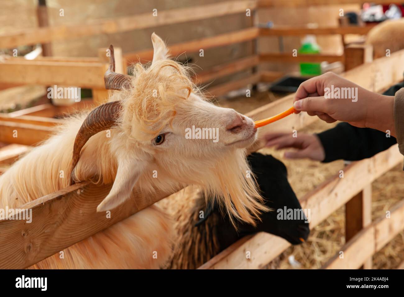 Goat in farm eat carrot behind fence Stock Photo - Alamy