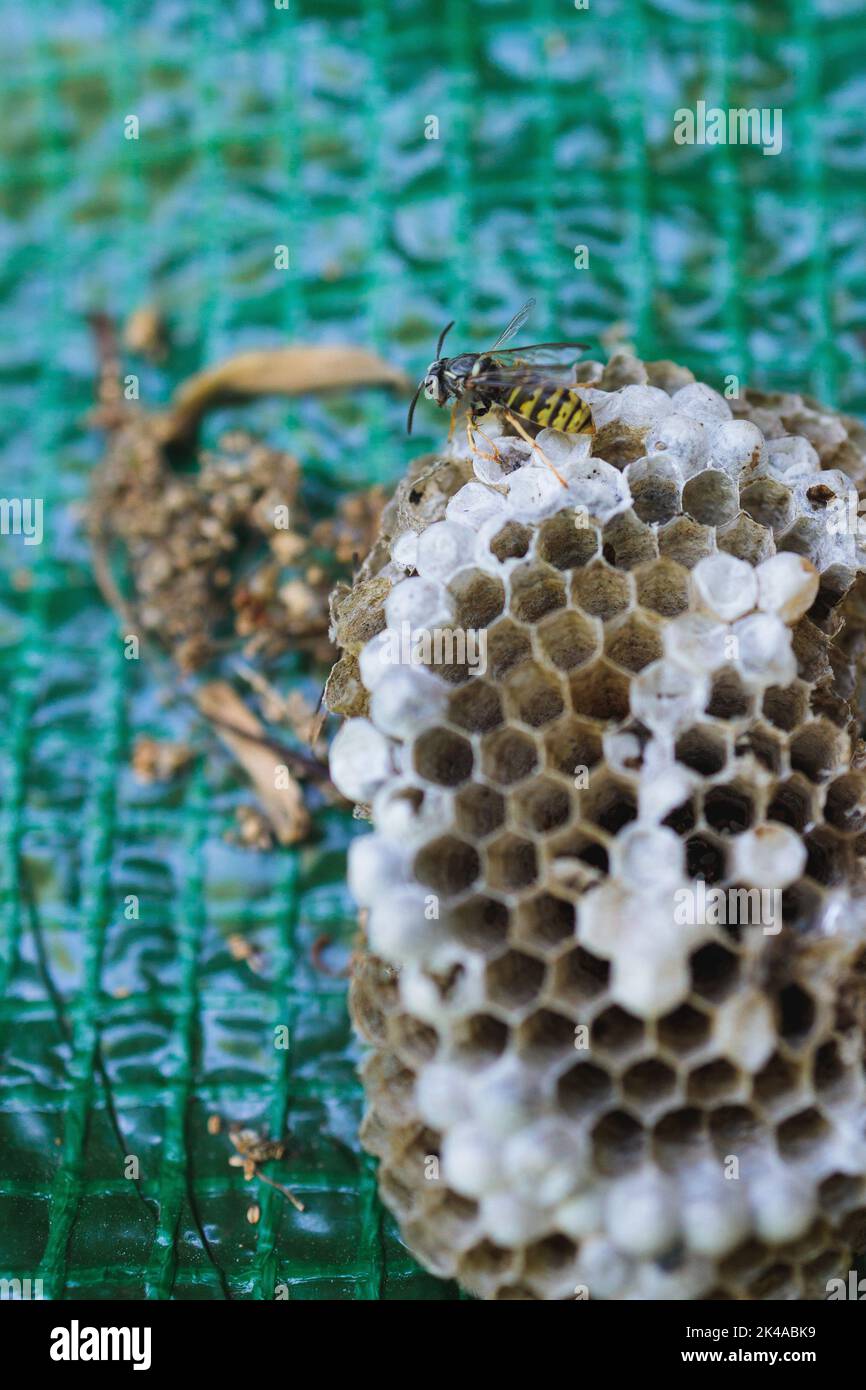 A paper wasp and its honeycomb nest Stock Photo - Alamy
