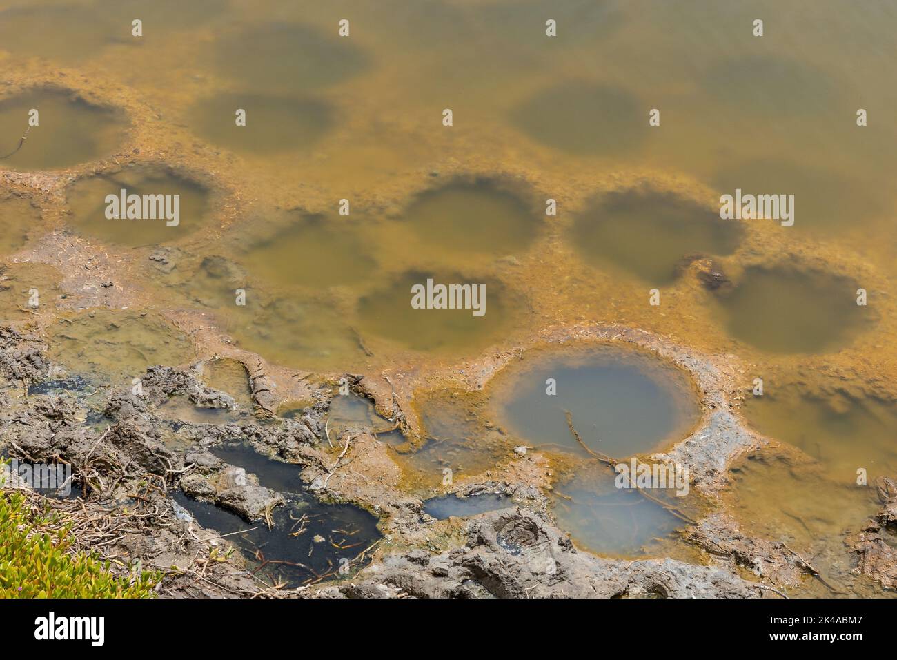 A closeup of a spotted lake shore Stock Photo - Alamy