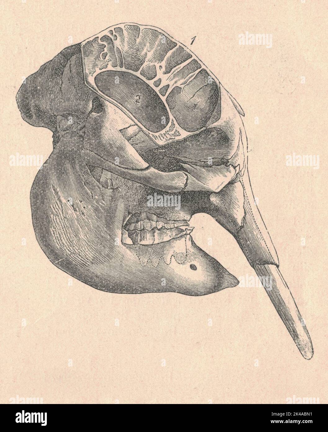 Cross section of the elephant cranium. Antique engraved illustration of ...