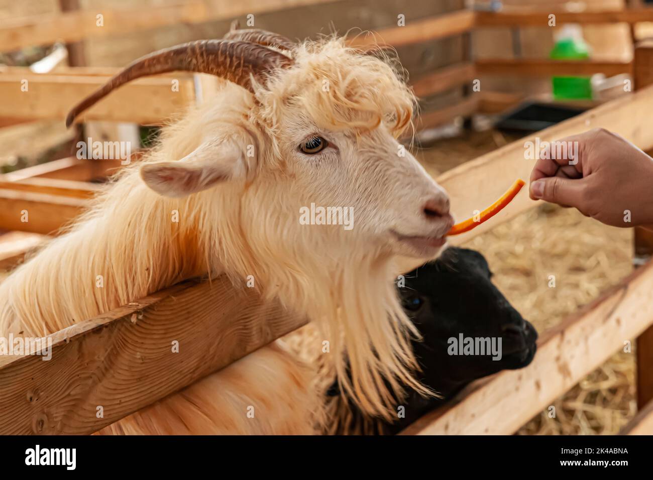 Old goat eating hay hi-res stock photography and images - Alamy