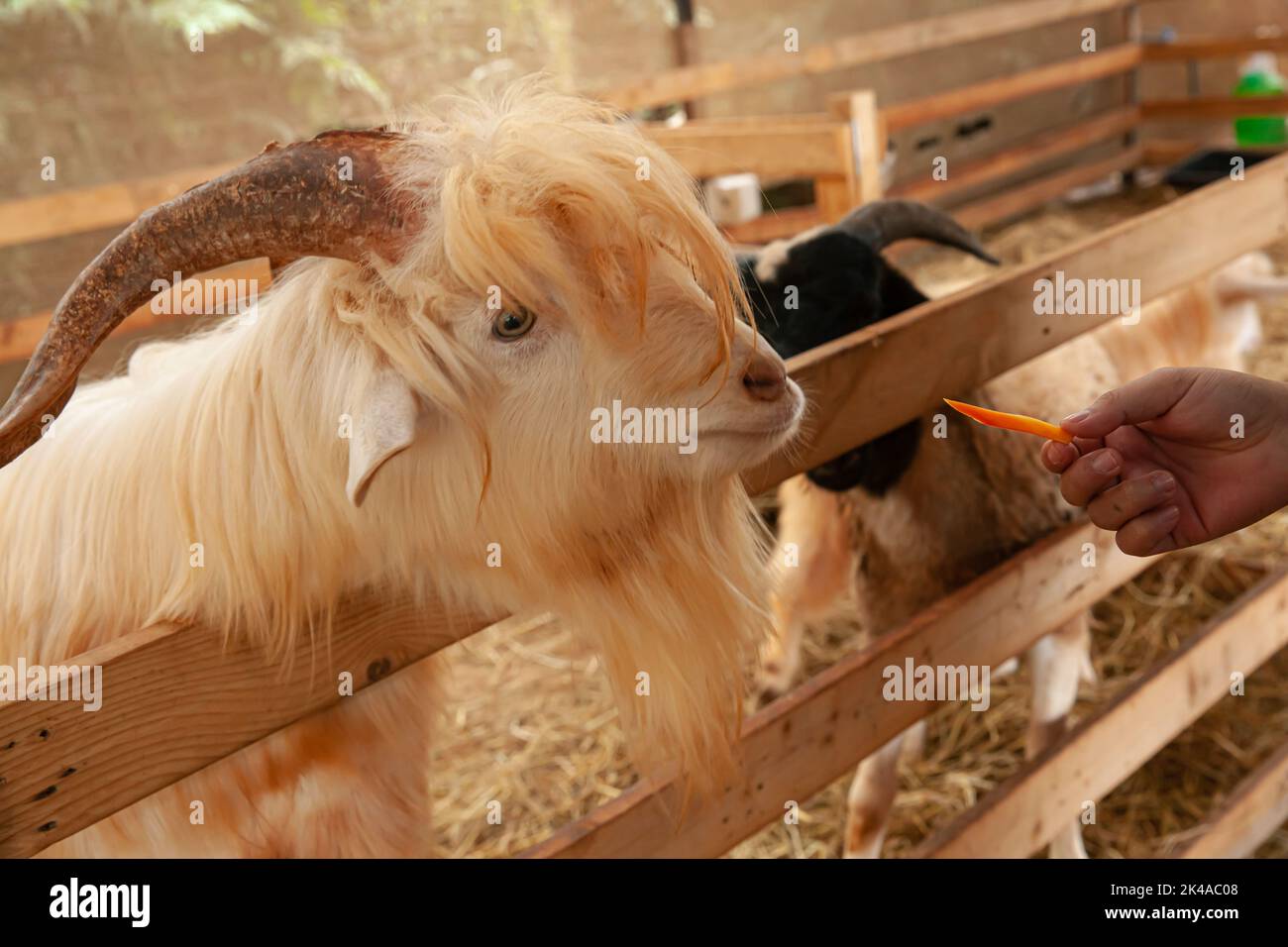 Goat in farm eat carrot behind fence Stock Photo - Alamy