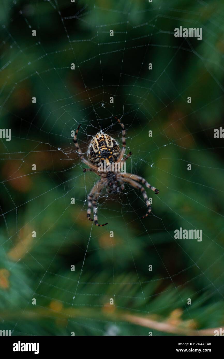 A vertical shot of an oak spider on his web in the garden Stock Photo ...