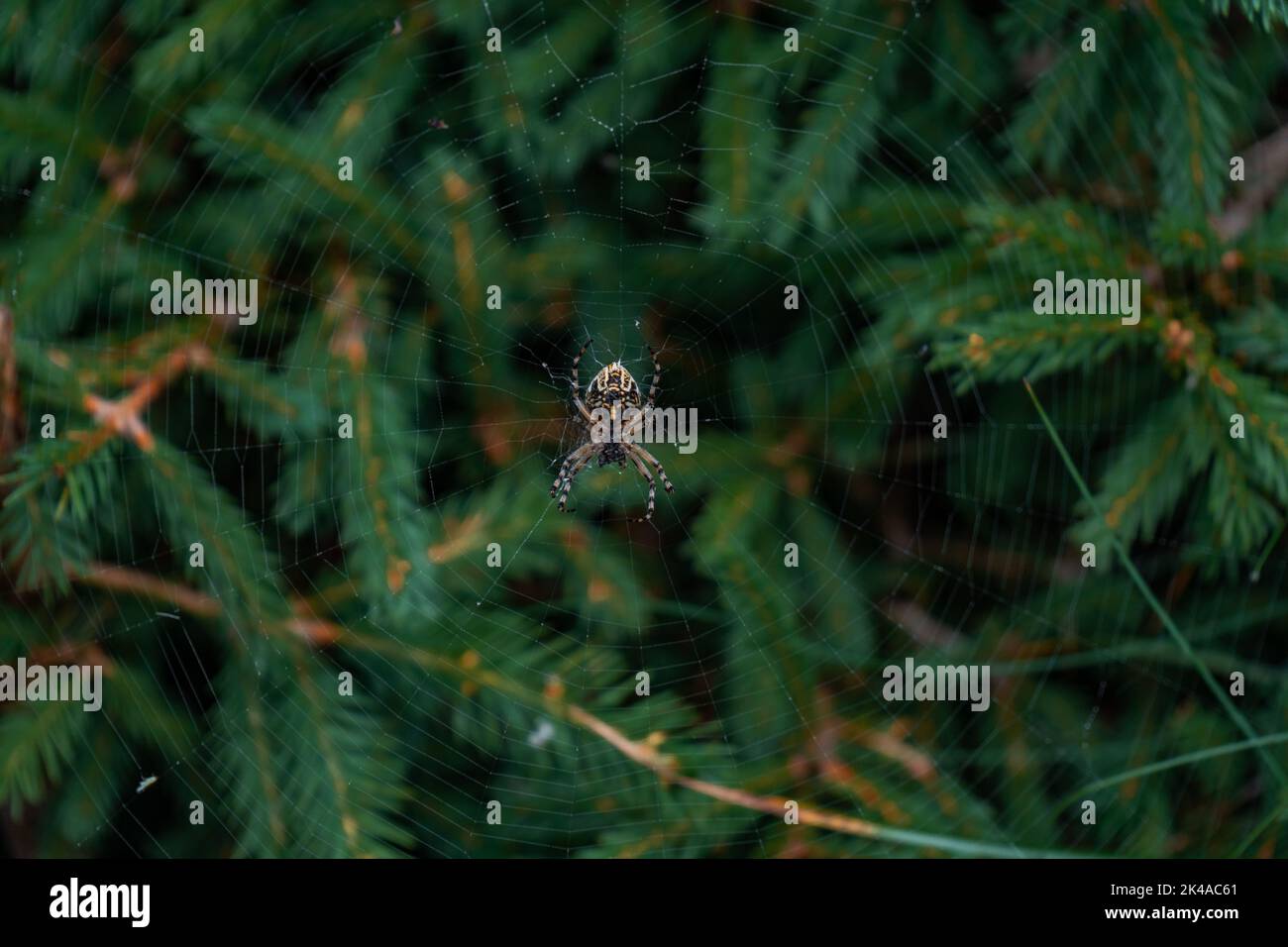 A closeup shot of an oak spider on his web in the garden Stock Photo ...