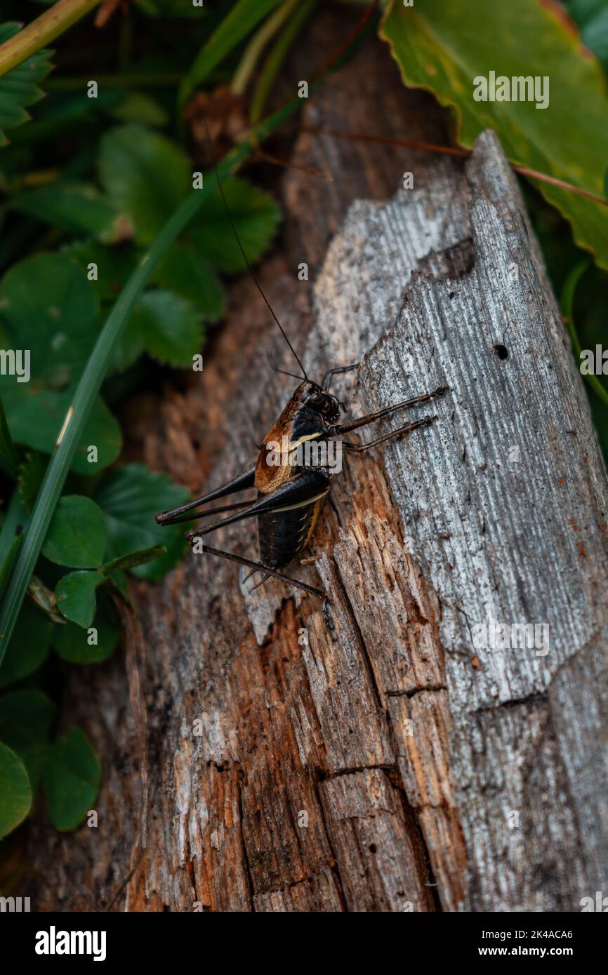 A vertical shot of a dark bush-cricket walking on the tree Stock Photo ...