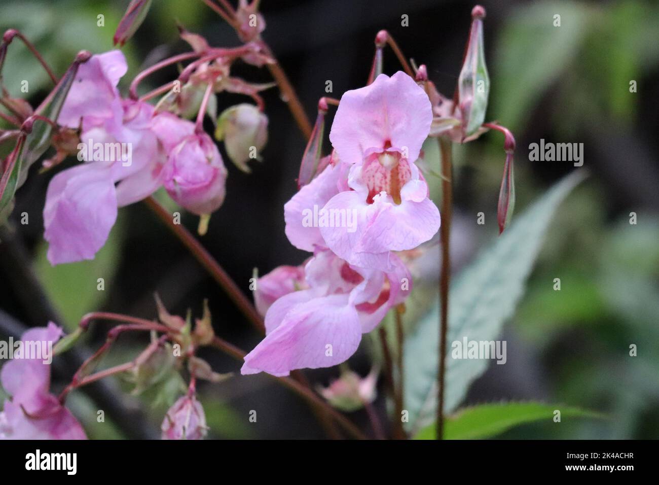Balsam in good Growth structure with Foliage Stock Photo - Alamy