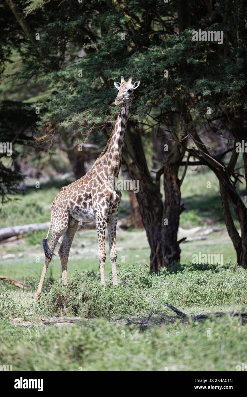 A vertical shot of a tall giraffe looking to the side with bushy trees ...