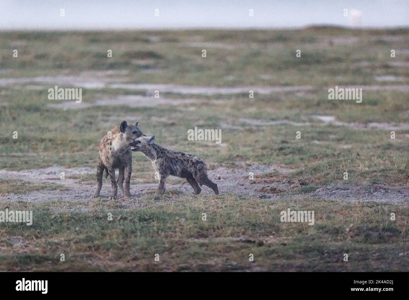 A pair of cute little hyenas playing together in a gloomy field in the ...