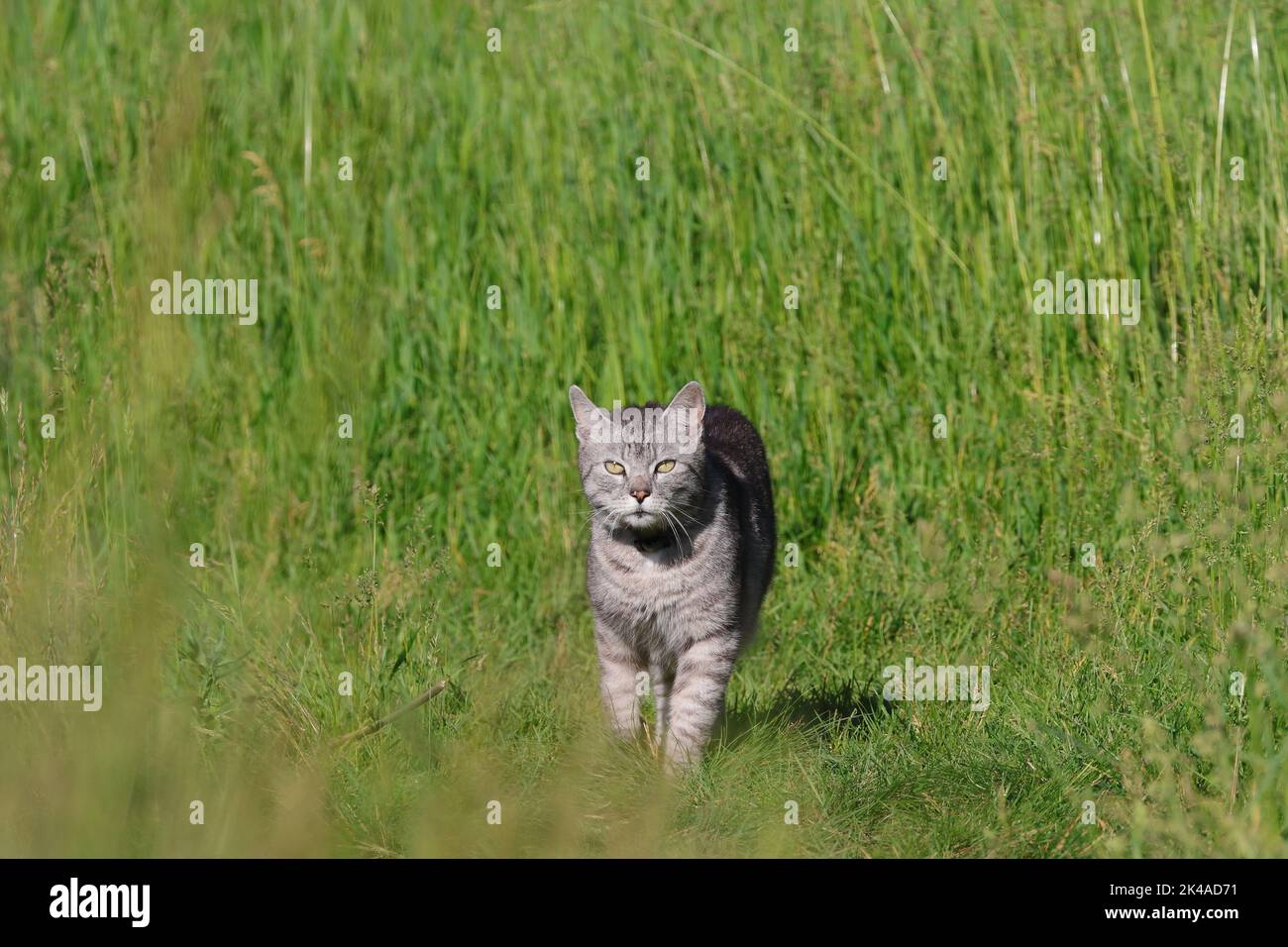 A cute little gray cat walking forward in a beautiful sunny filed with ...