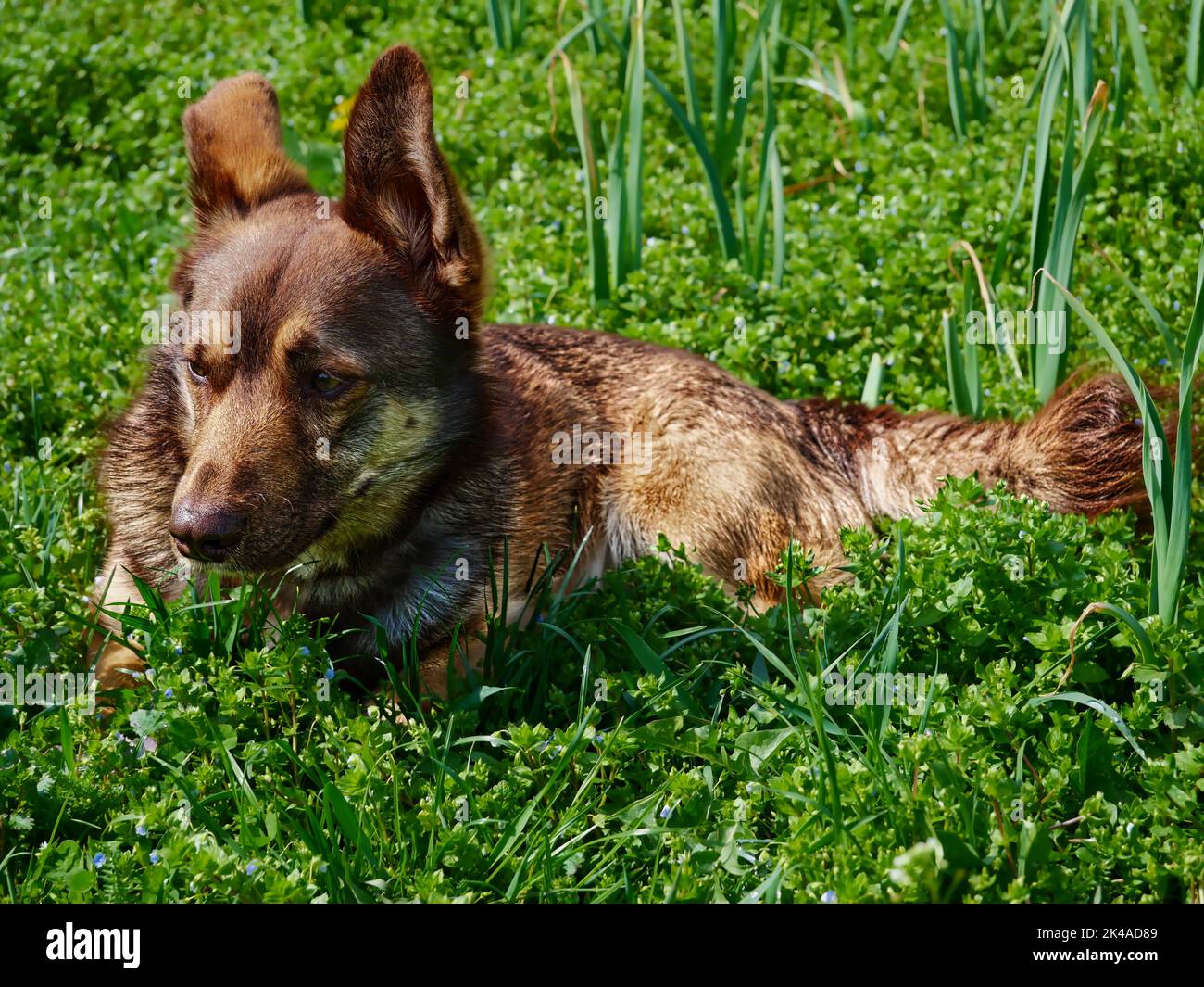 Little dog puppy relaxing in grass Stock Photo - Alamy