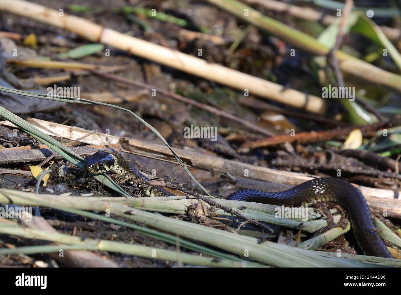 A wet grass snake slithering around over branches and leaves in the ...