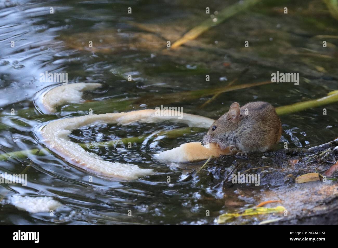 An adorable little mouse chewing small pieces of bread thrown in a lake ...