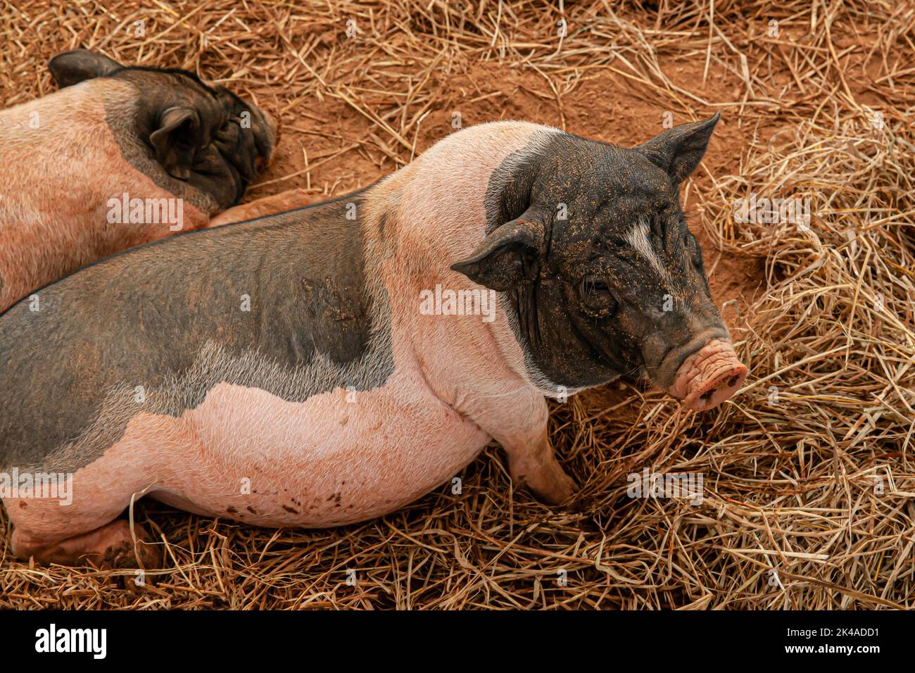 Pig in farm with hay and straw Stock Photo - Alamy