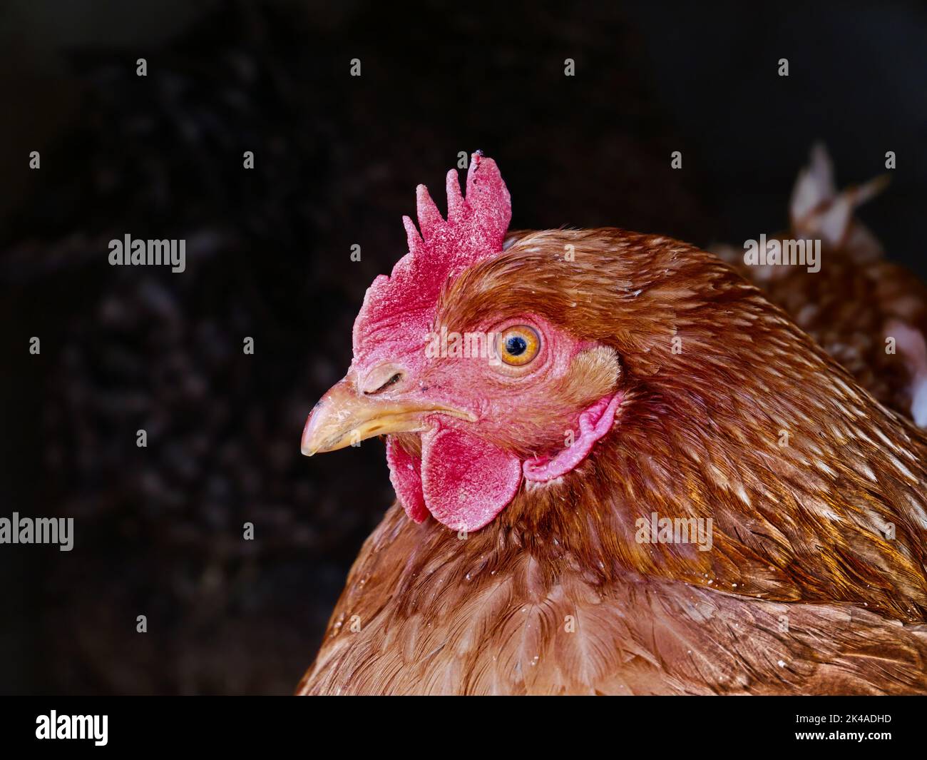 Glancing away hi-res stock photography and images - Alamy