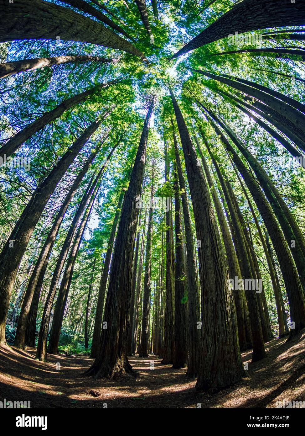A forest of tall Californian redwood trees with the tree canopy ...