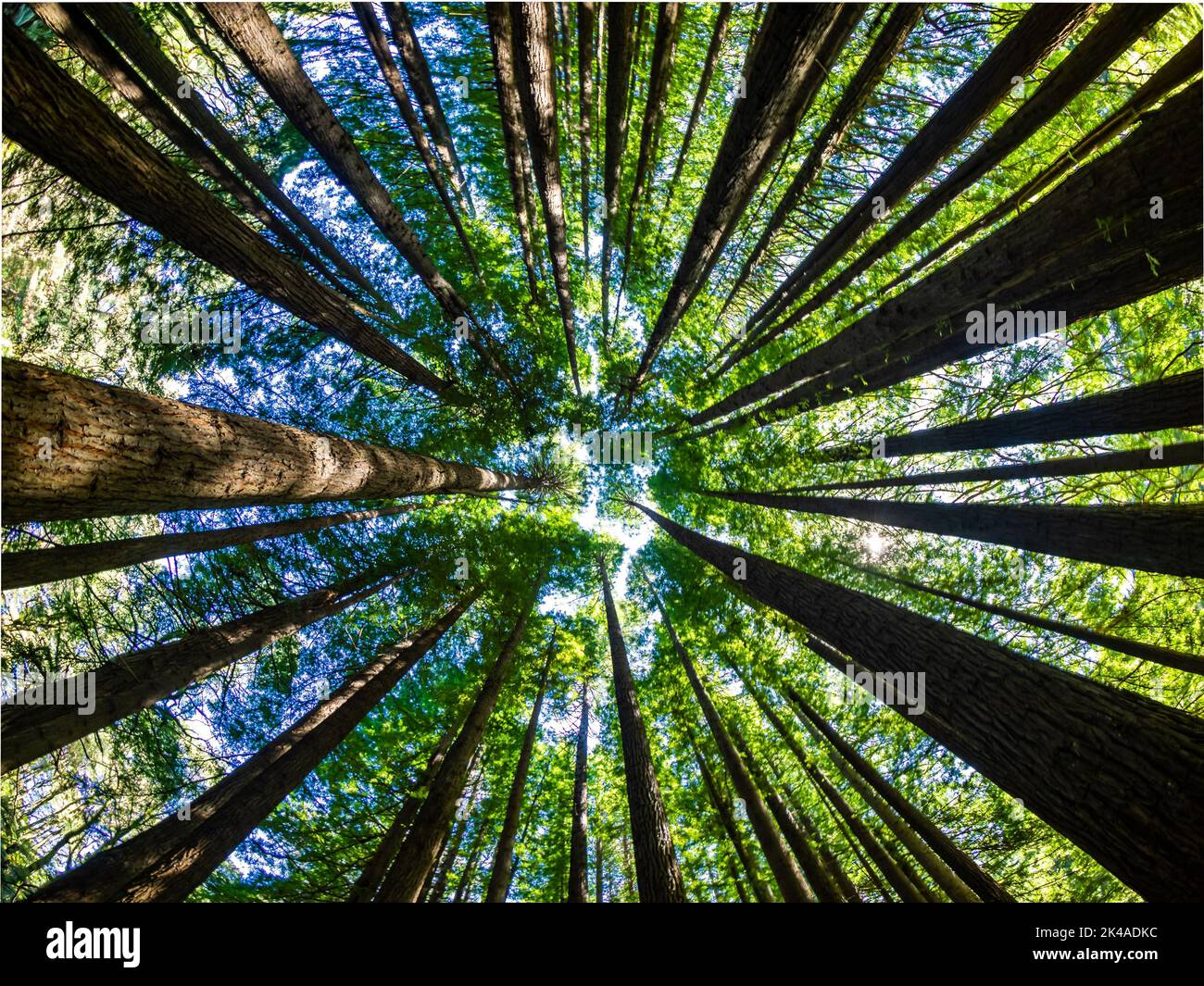 A forest of tall Californian redwood trees with the tree canopy ...