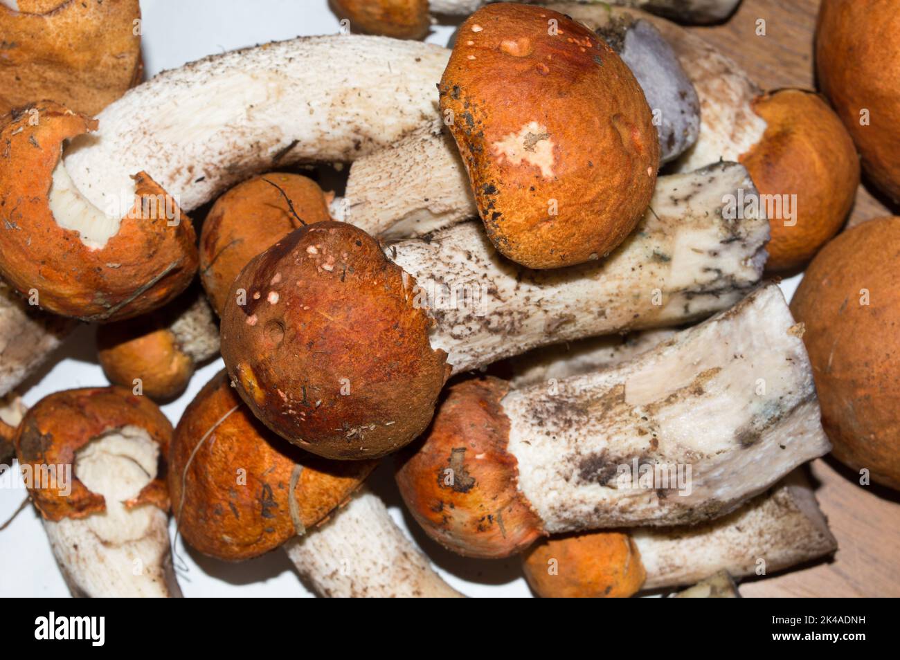 Bunch of freshly picked leccinum mushrooms with red cap, red-capped ...