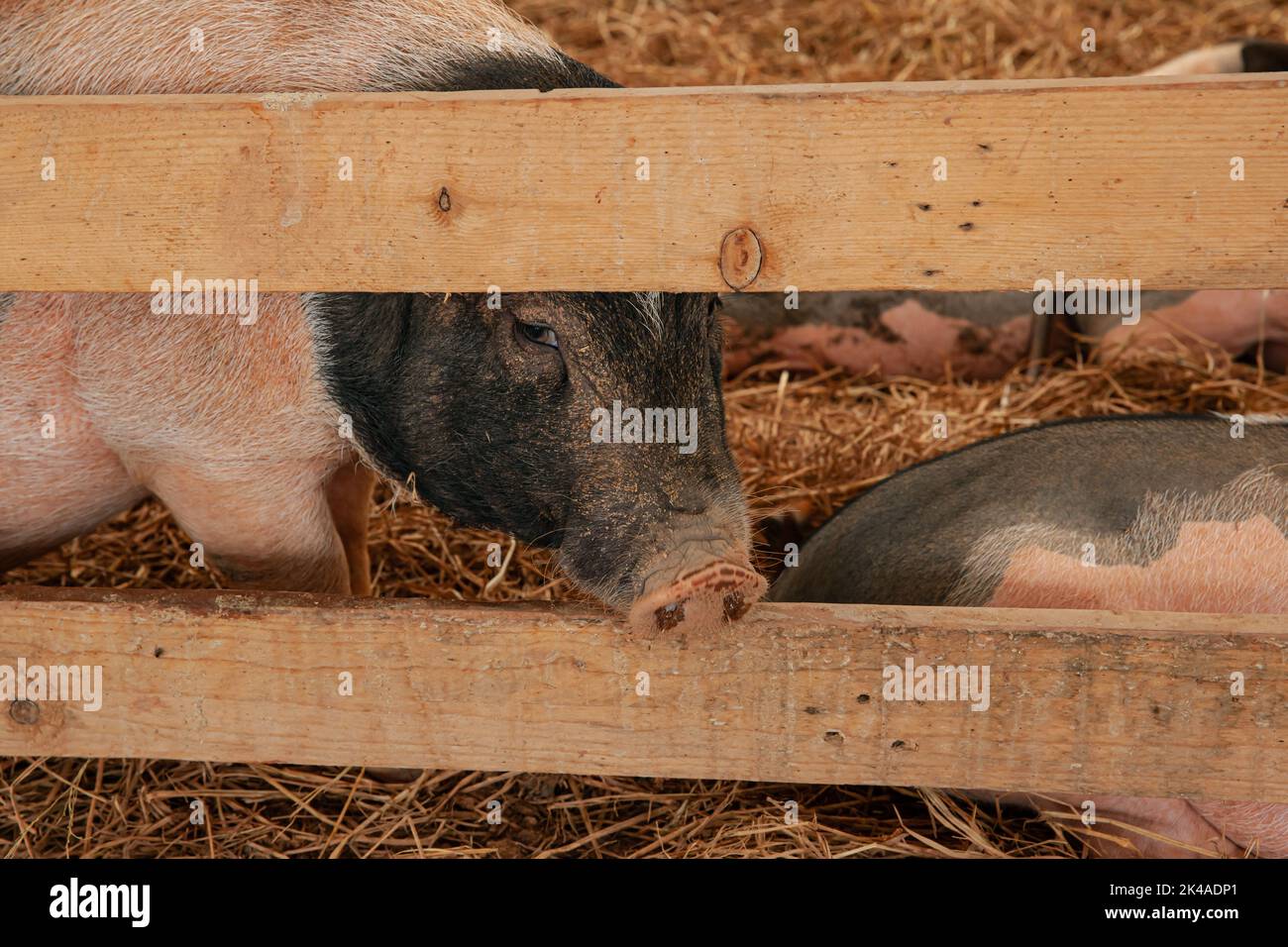 Pig in farm with hay and straw Stock Photo - Alamy