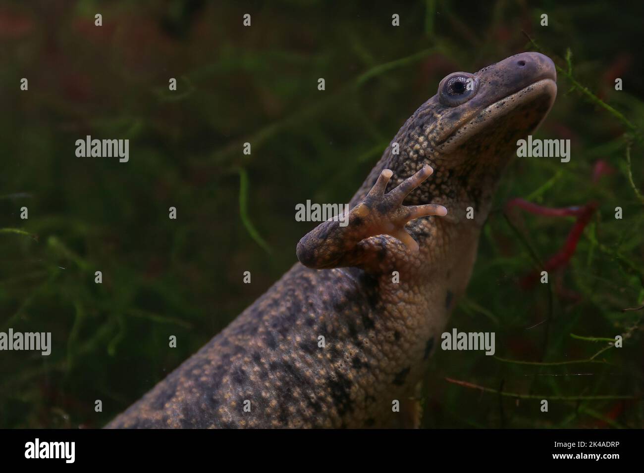 Closeup on an aquatic endangered African Algerian ribbed newt ...