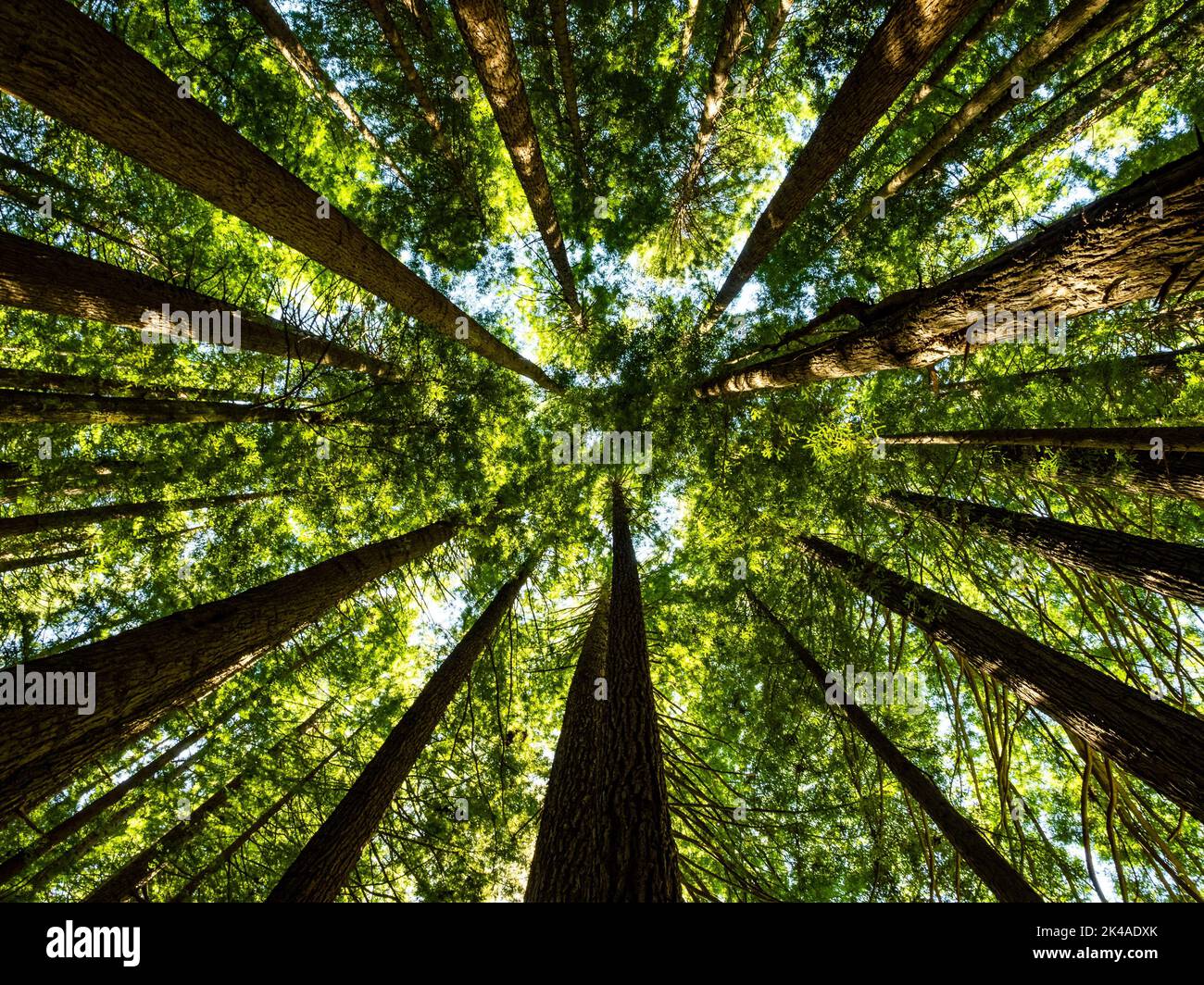 A forest of tall Californian redwood trees with the tree canopy ...