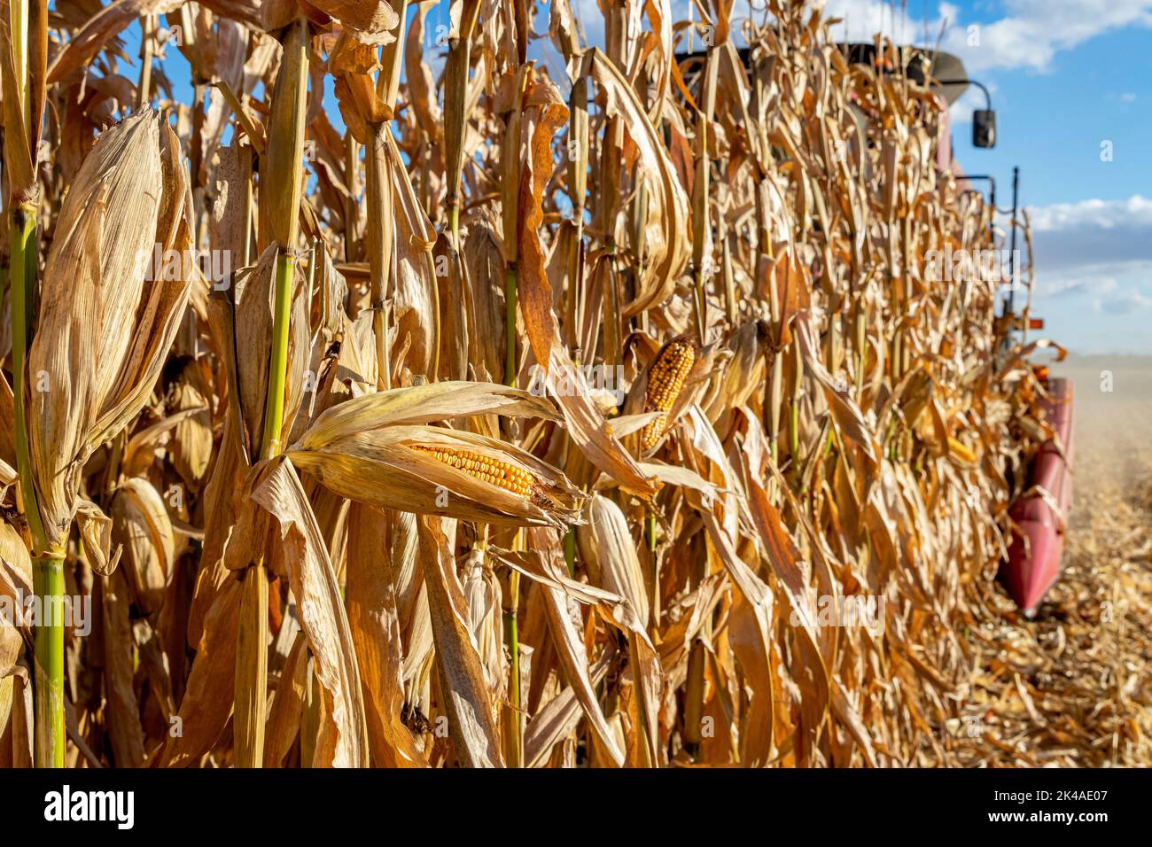 Cornfield in fall during corn harvest. Combine harvester in background ...